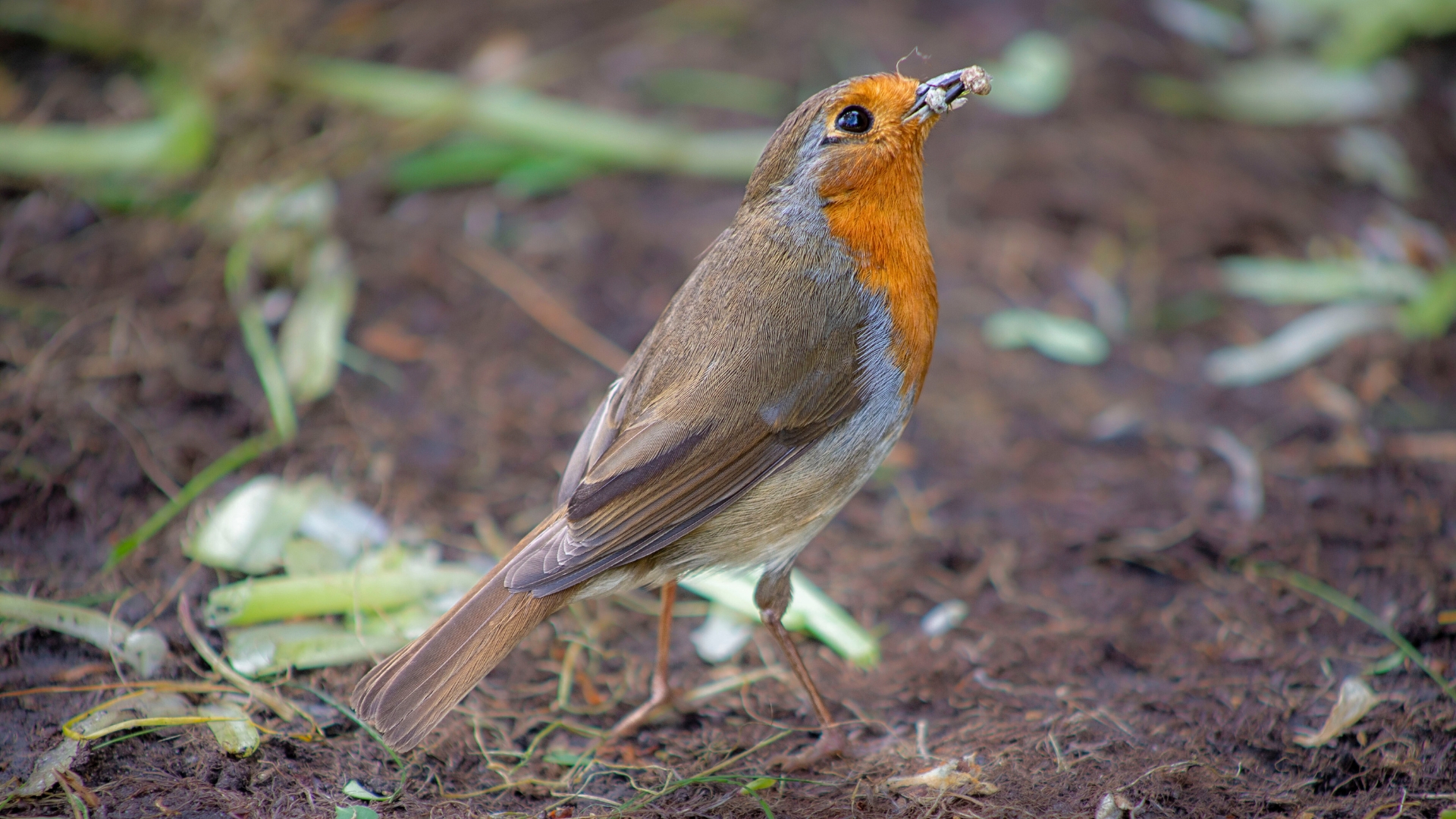 Weak Recovery of Bird Species after Neonic Ban with Exceptions in France, Persistence Cited ...