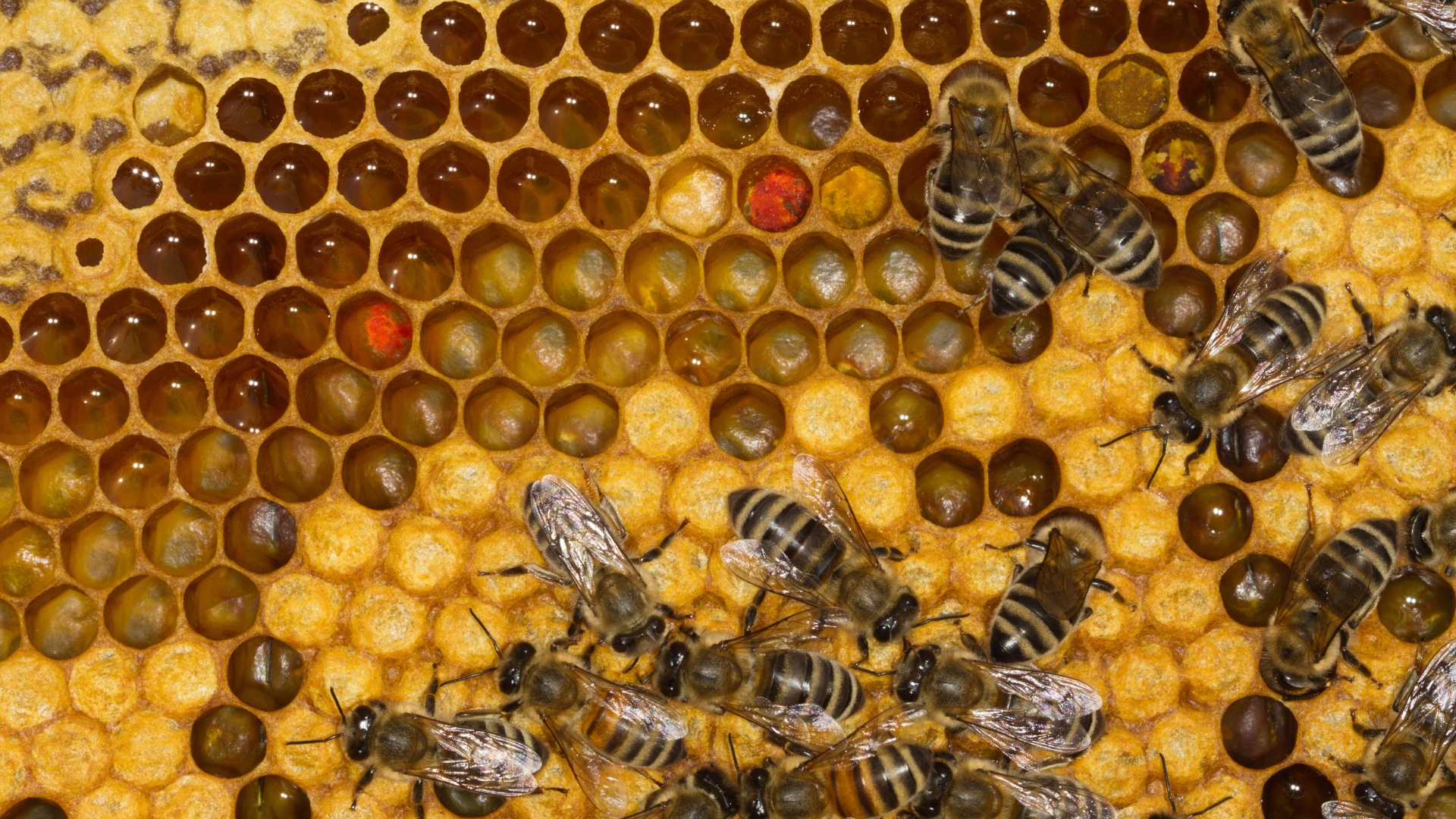 Neonicotinoid Insecticides Cause Deadly Overheating Behavior in Honey ...