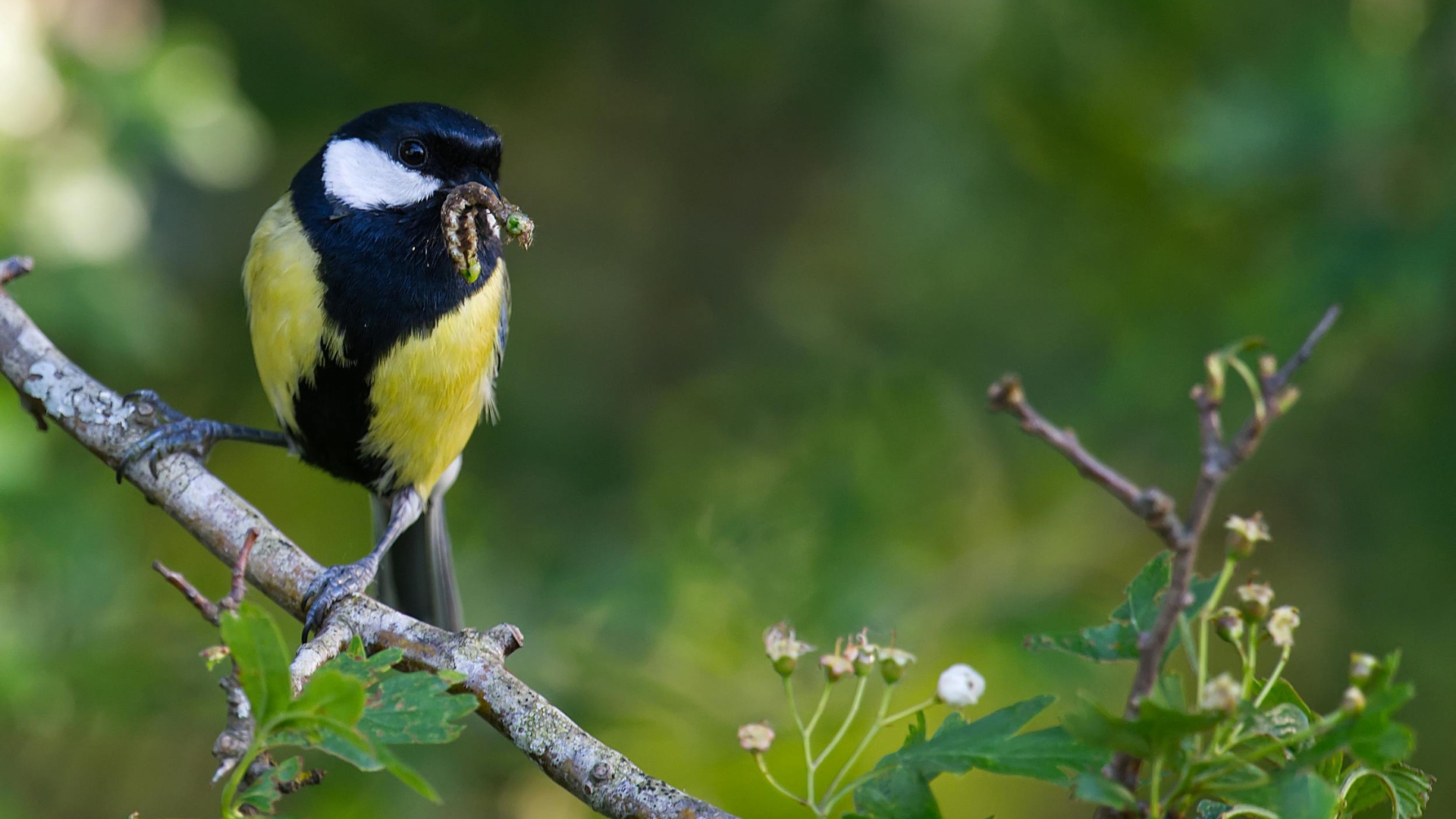 Population Declines in Insectivorous Birds Linked to Insecticide ...